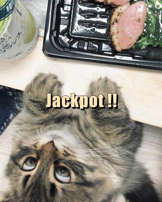 Jackpot !! - Lolcats - lol | cat memes | funny cats | funny cat ...