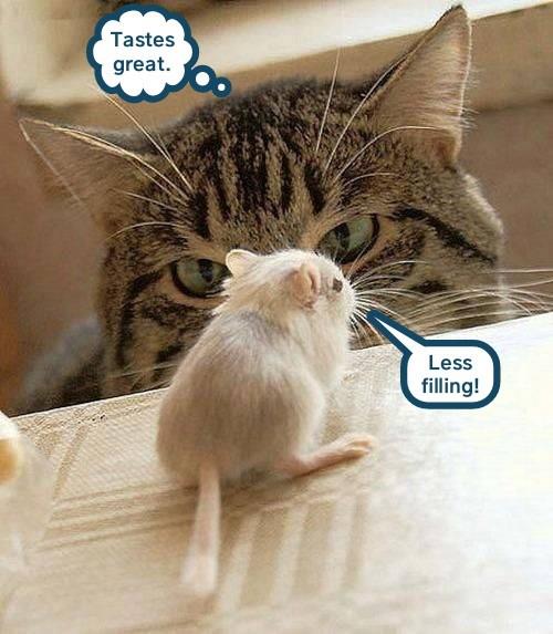 It's Miller time - Lolcats - lol | cat memes | funny cats | funny cat ...