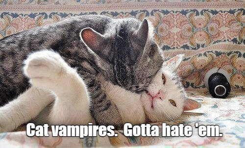 Gotta hate 'em - Lolcats - lol | cat memes | funny cats | funny cat ...