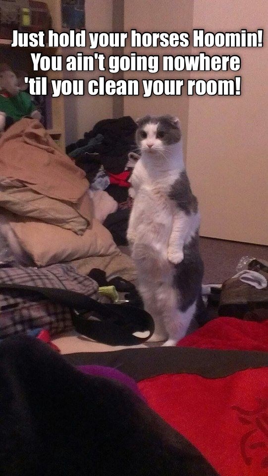 When your cat turns into your mother! - Lolcats - lol | cat memes ...