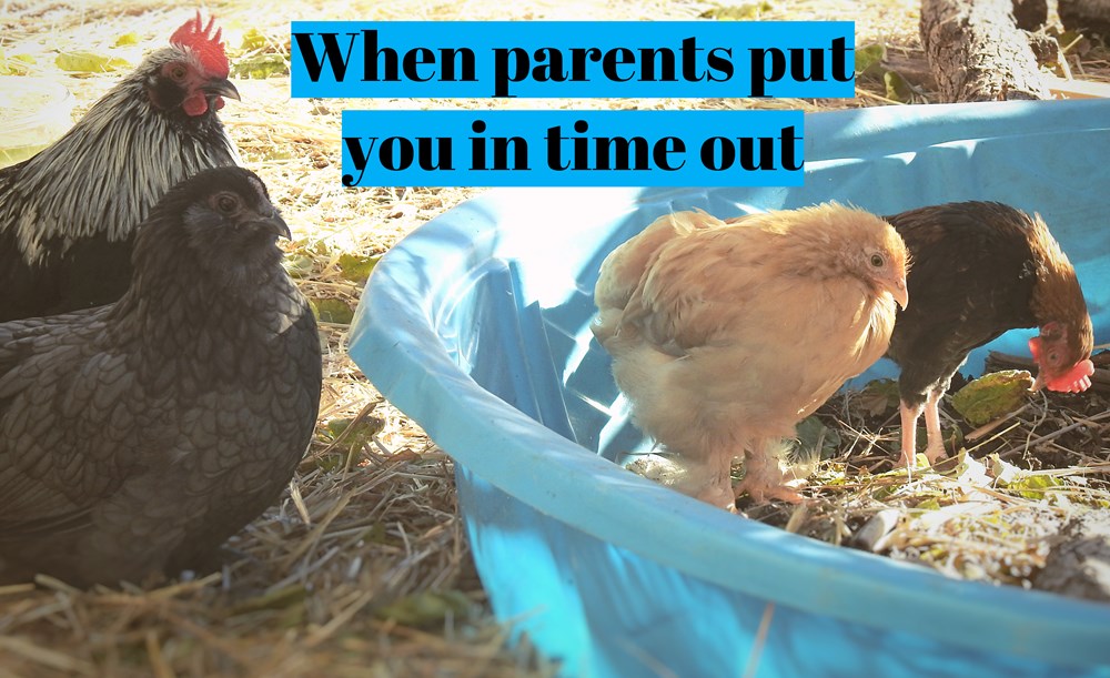 Go to Time Out! - Animal Comedy - Animal Comedy, funny animals, animal gifs