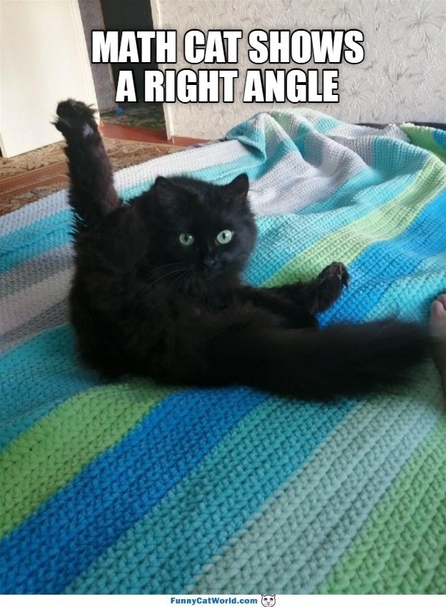 A right angle - Lolcats - lol | cat memes | funny cats | funny cat ...