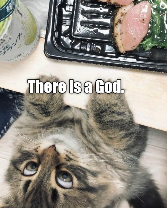 There is a god! - Lolcats - lol | cat memes | funny cats | funny cat ...