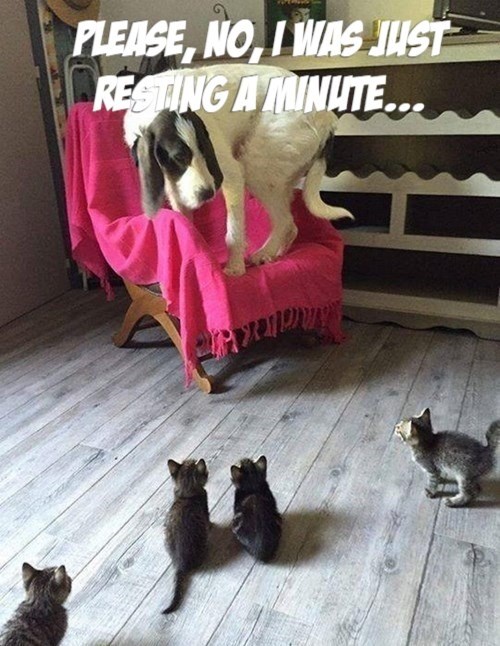 It's too late, Woofy, too late... - Lolcats - lol | cat memes | funny ...