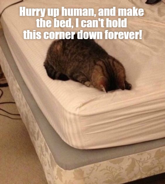 Hurry up human! - Lolcats - lol | cat memes | funny cats | funny cat ...