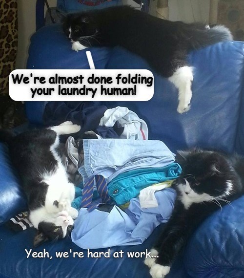 Cats at work - Lolcats - lol | cat memes | funny cats | funny cat ...
