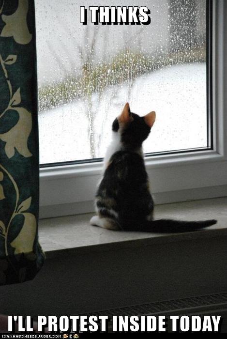 I THINKS I'LL PROTEST INSIDE TODAY - Lolcats - lol | cat memes | funny ...