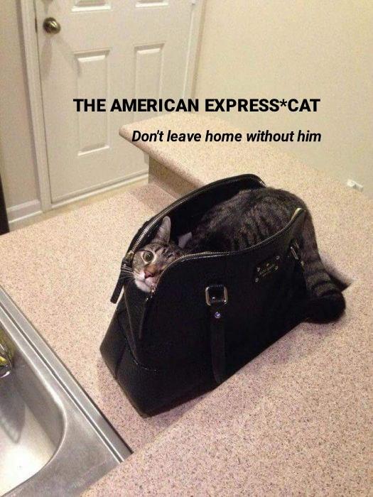 American Express*Cat - Lolcats - lol | cat memes | funny cats | funny ...