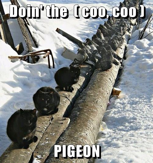 Doin' the ( coo, coo ) PIGEON - Lolcats - lol | cat memes | funny cats ...