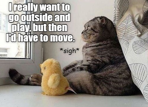 So much effort - Lolcats - lol | cat memes | funny cats | funny cat ...