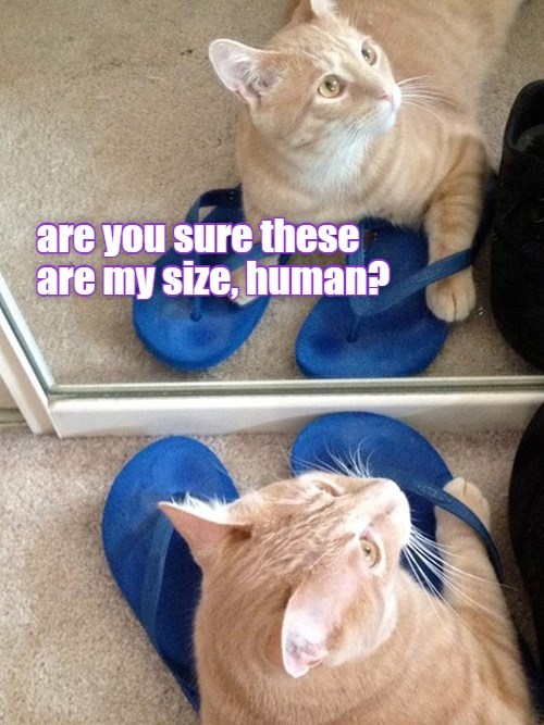Are you sure these are my size, human? - Lolcats - lol | cat memes ...