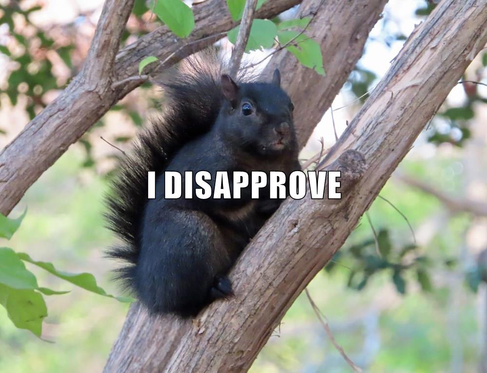 Disapproving Animals