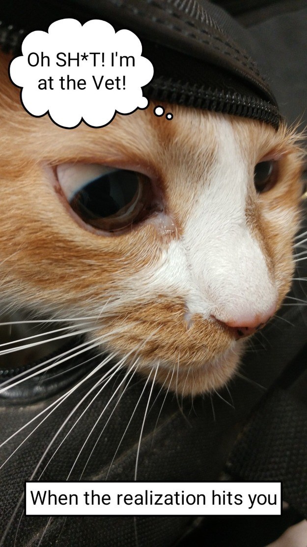 Uh oh... - Lolcats - lol | cat memes | funny cats | funny cat pictures ...