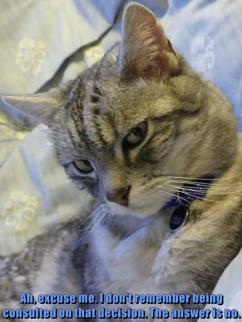 The answer is no. - Lolcats - lol | cat memes | funny cats | funny cat ...