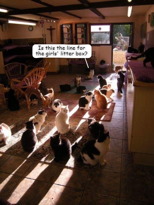 Is this the line for the girls' litter box? - Lolcats - lol | cat memes ...