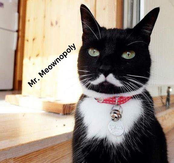 Mr. Meownopoly - Lolcats - lol | cat memes | funny cats | funny cat ...