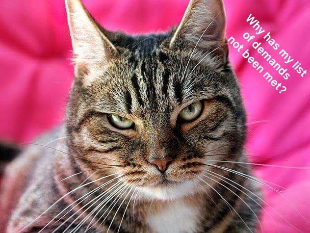J'accuse - Lolcats - lol | cat memes | funny cats | funny cat pictures ...