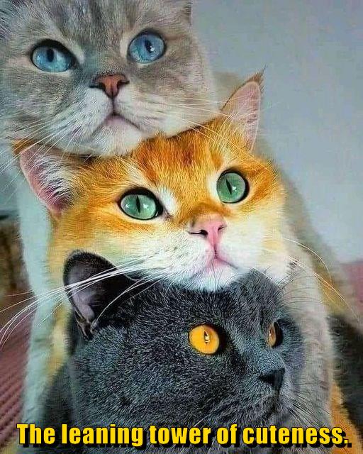 The leaning tower of cuteness. - Lolcats - lol | cat memes | funny cats ...