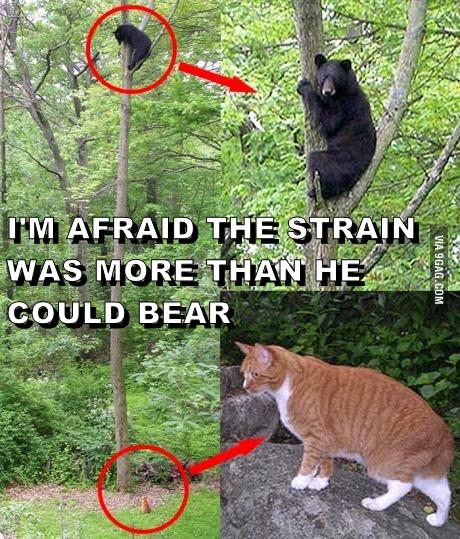 I'M AFRAID - Lolcats - lol | cat memes | funny cats | funny cat ...