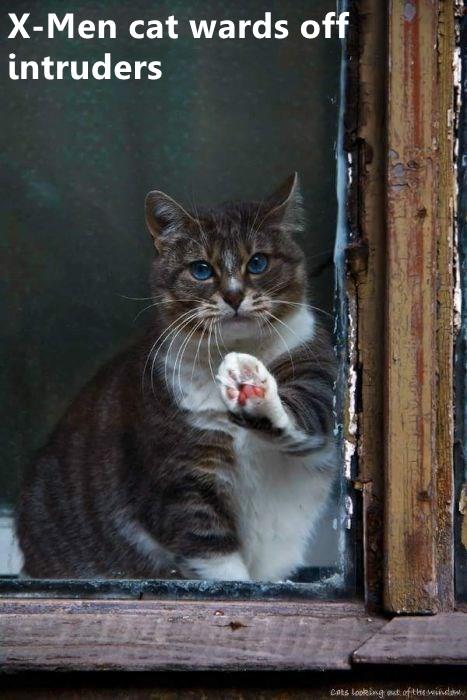 X-Men cat wards off intruders - Lolcats - lol | cat memes | funny cats ...