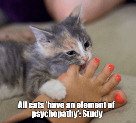 From the pages of duh magazine - Lolcats - lol | cat memes | funny cats ...