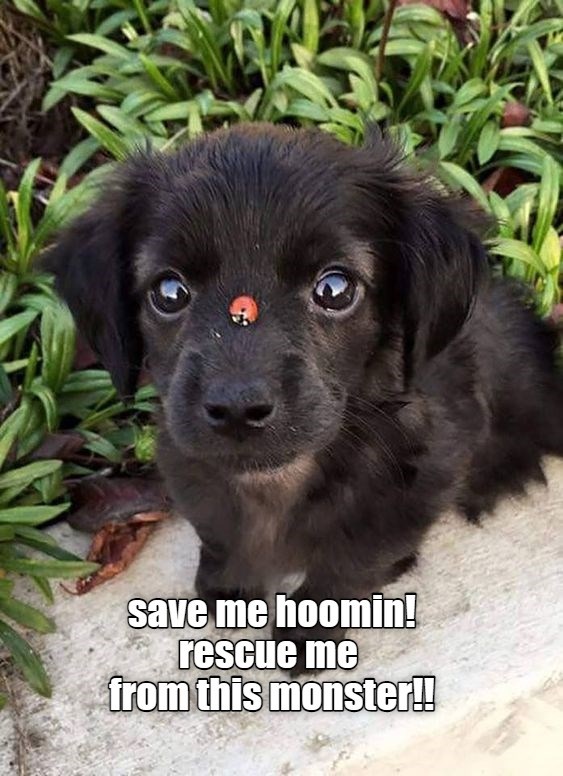 HELP!!!! - I Has A Hotdog - Dog Pictures - Funny pictures of dogs - Dog ...