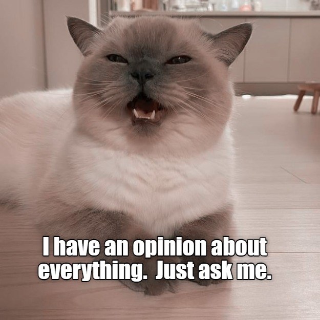 Just ask - Lolcats - lol | cat memes | funny cats | funny cat pictures ...