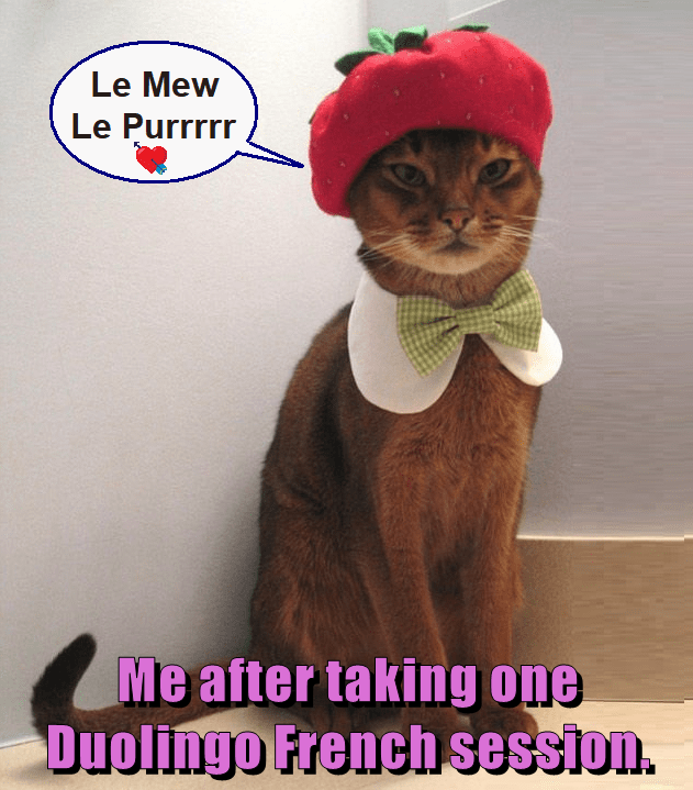 Me after taking one Duolingo French session. - Lolcats - lol | cat ...