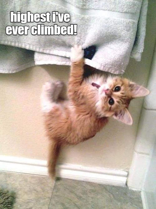 Highest i've ever climbed! - Lolcats - lol | cat memes | funny cats ...