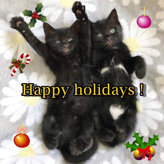 Happy Holidays! - Lolcats - lol | cat memes | funny cats | funny cat ...