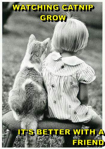 BETTER WITH A FRIEND - Lolcats - lol | cat memes | funny cats | funny ...