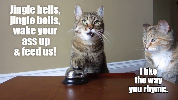 Bingle Jells - Lolcats - lol | cat memes | funny cats | funny cat ...