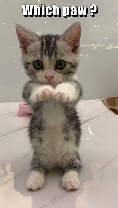 Which paw ? - Lolcats - lol | cat memes | funny cats | funny cat ...