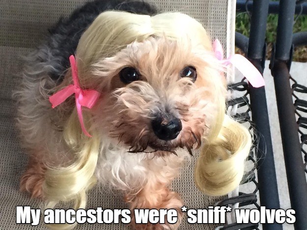 Letting The Team Down - I Has A Hotdog - Dog Pictures - Funny pictures ...