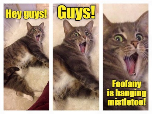 Woo hoo! - Lolcats - lol | cat memes | funny cats | funny cat pictures ...