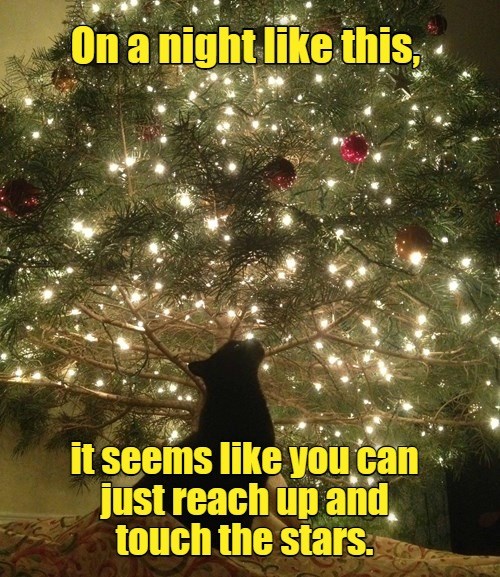 Do it, and I'll get the spray bottle. - Lolcats - lol | cat memes ...