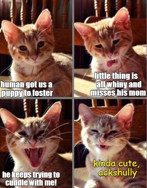 Kinda cute, ackshully - Lolcats - lol | cat memes | funny cats | funny ...
