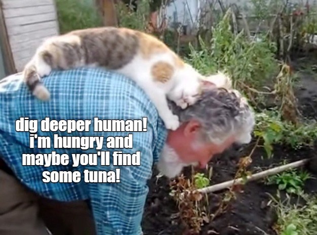 Dig deeper! - Lolcats - lol | cat memes | funny cats | funny cat ...