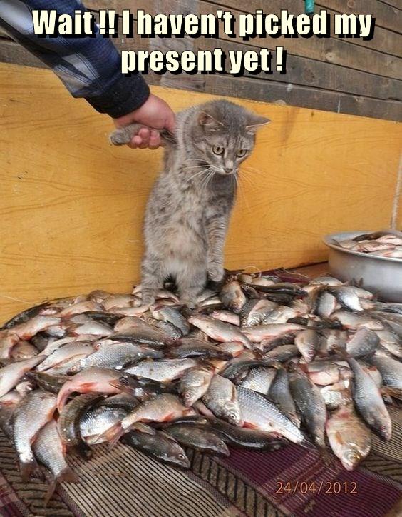 Wait !! - Lolcats - lol | cat memes | funny cats | funny cat pictures ...