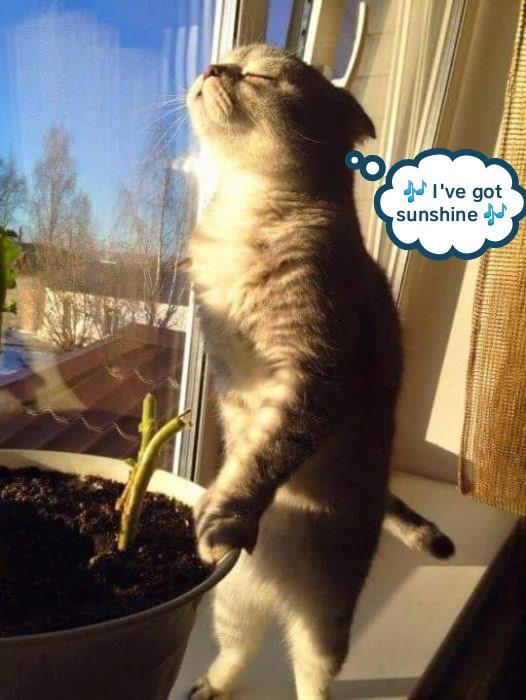 🎶 I've got sunshine 🎶 - Lolcats - lol | cat memes | funny cats | funny ...