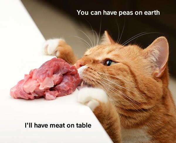 And I won't even say peas - Lolcats - lol | cat memes | funny cats ...