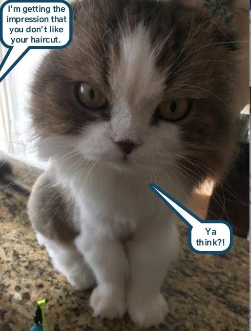 Ask me next time - Lolcats - lol | cat memes | funny cats | funny cat ...