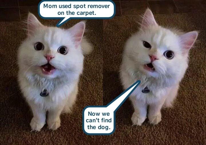 Thank you, Steven Wright - Lolcats - lol | cat memes | funny cats ...