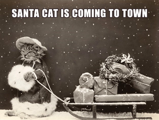 Santa Cat is coming to town - Lolcats - lol | cat memes | funny cats ...