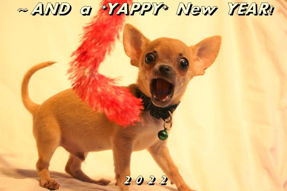 ~ AND a *YAPPY* New YEAR! 2 0 2 2 - I Has A Hotdog - Dog Pictures ...