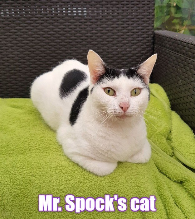 Mr. Spock's Cat - Lolcats - lol | cat memes | funny cats | funny cat ...