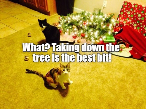 What? Taking down the tree is the best bit! - Lolcats - lol | cat memes ...