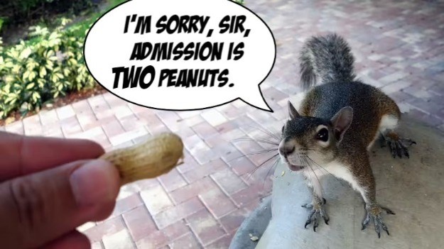 Strict Squirrel is strict... but fair. - Animal Comedy - Animal Comedy ...