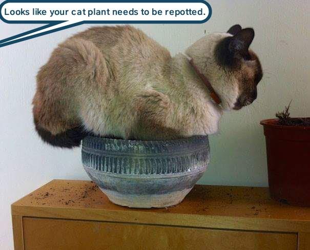 It's time - Lolcats - lol | cat memes | funny cats | funny cat pictures ...