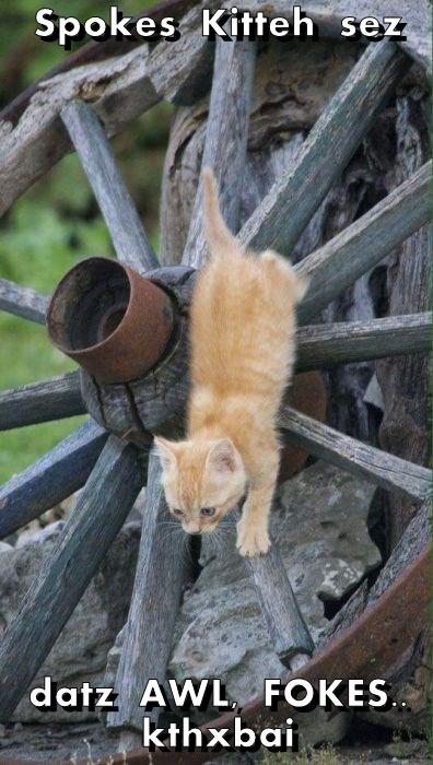 Datz AWL, FOKES - Lolcats - lol | cat memes | funny cats | funny cat ...